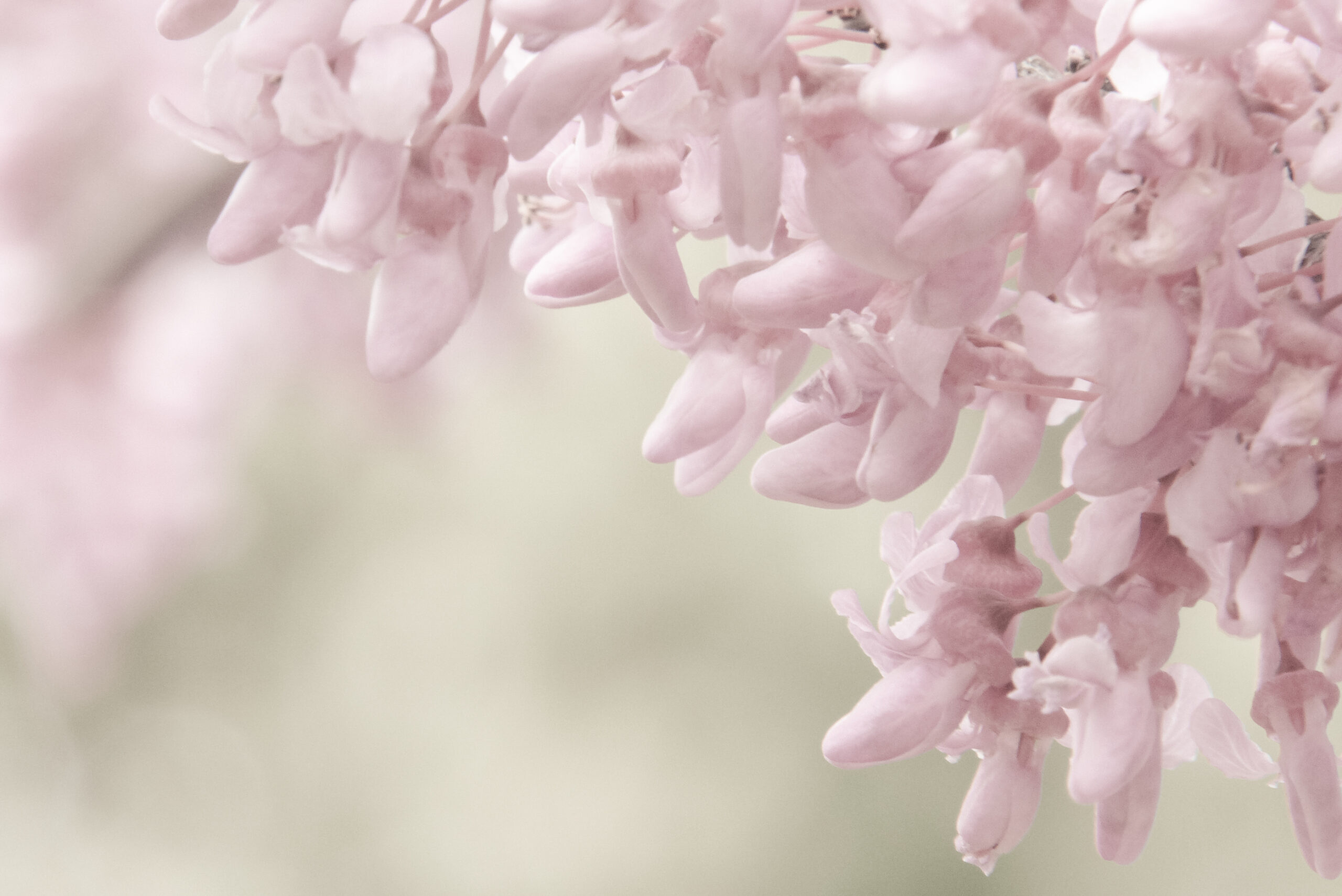 Grace in Time of Need - Refocusing Widows